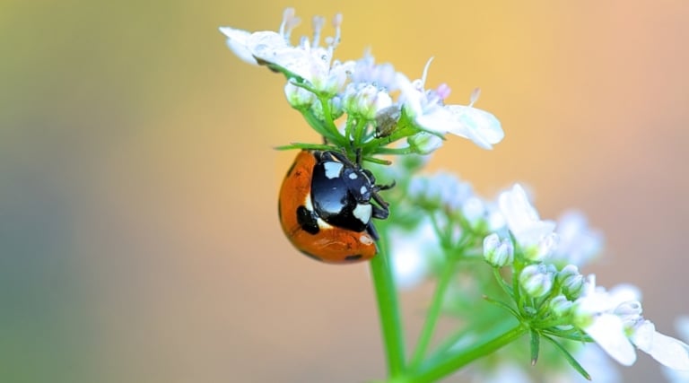 31 Plants to Attract Beneficial Insects to Your Garden