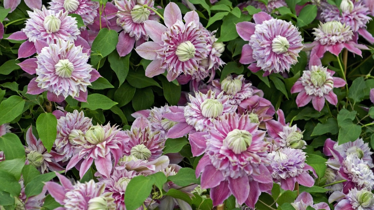 9 Unique and Showy Clematis Varieties to Grow this Season