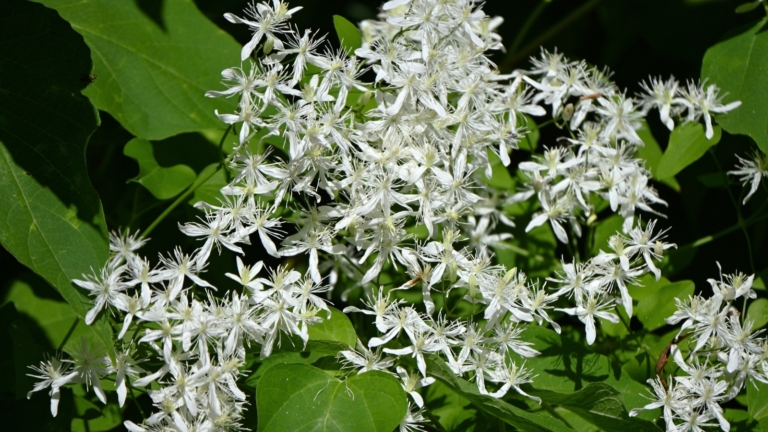 Don’t Plant These 15 Invasive Ground Covers