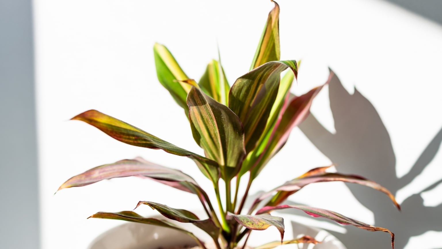 27 Tropical Plants That Thrive Indoors