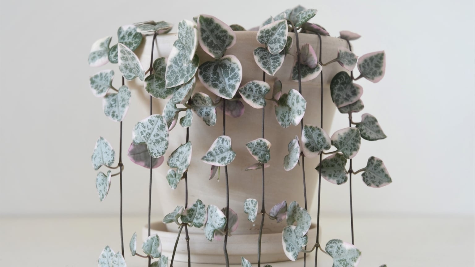 19 Fast-Growing Houseplants for a Lush Indoor Garden