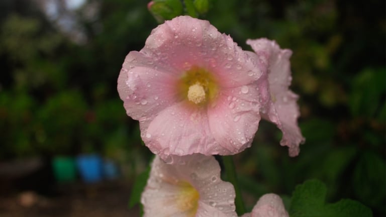Hollyhock Rust: ID and Treatment