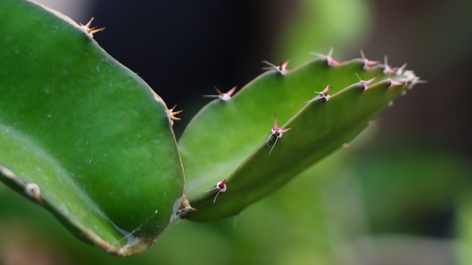How Fast Do Dragon Fruit Trees Grow?