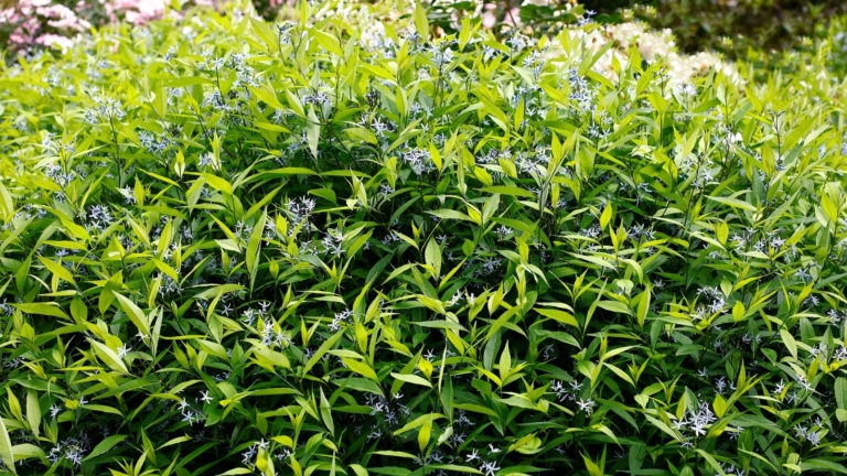 How to Plant, Grow, and Care for 'Storm Cloud' Amsonia