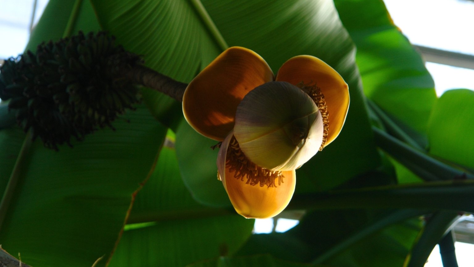 9 Best Banana Trees for Home Gardens