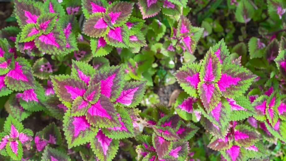 What is Salt Burn in Plants?