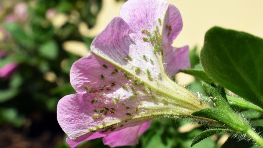 7 Reasons Why Your Petunias Aren't Blooming