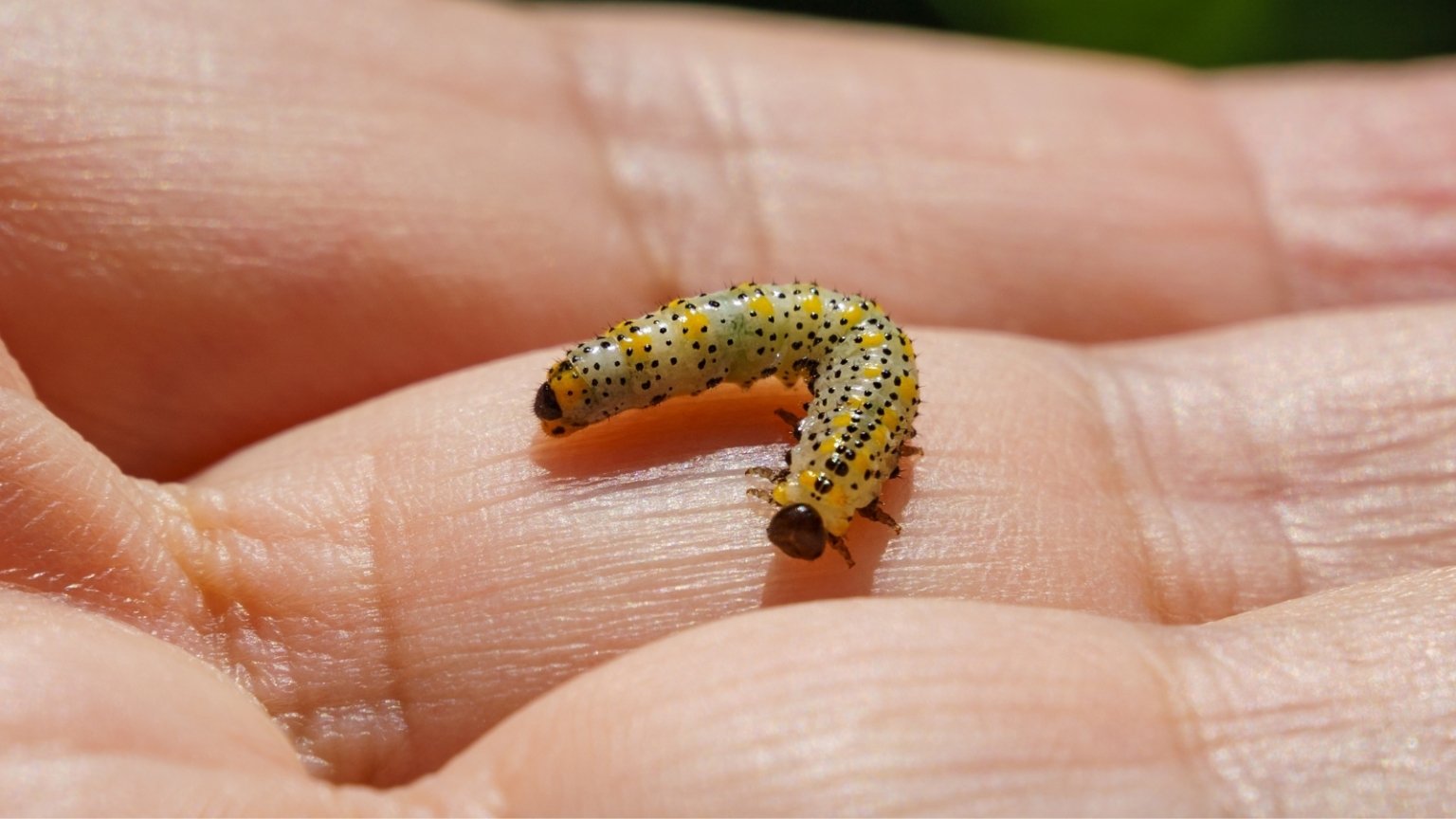 Sawflies: How to Identify and Manage These Garden Pests