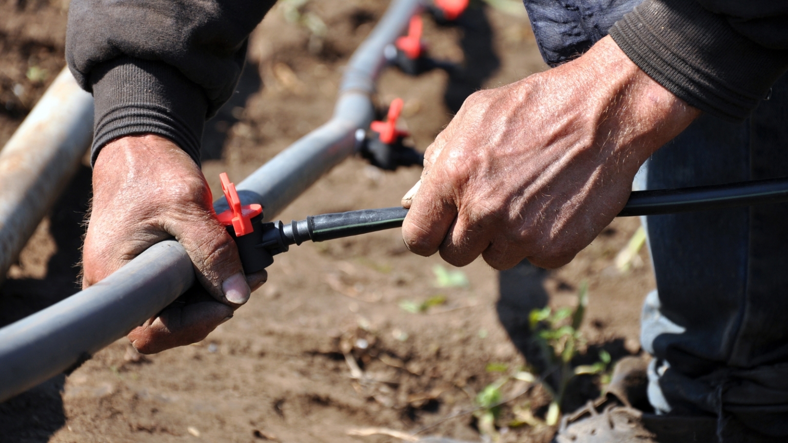 How to Set Up Irrigation for Raised Garden Beds