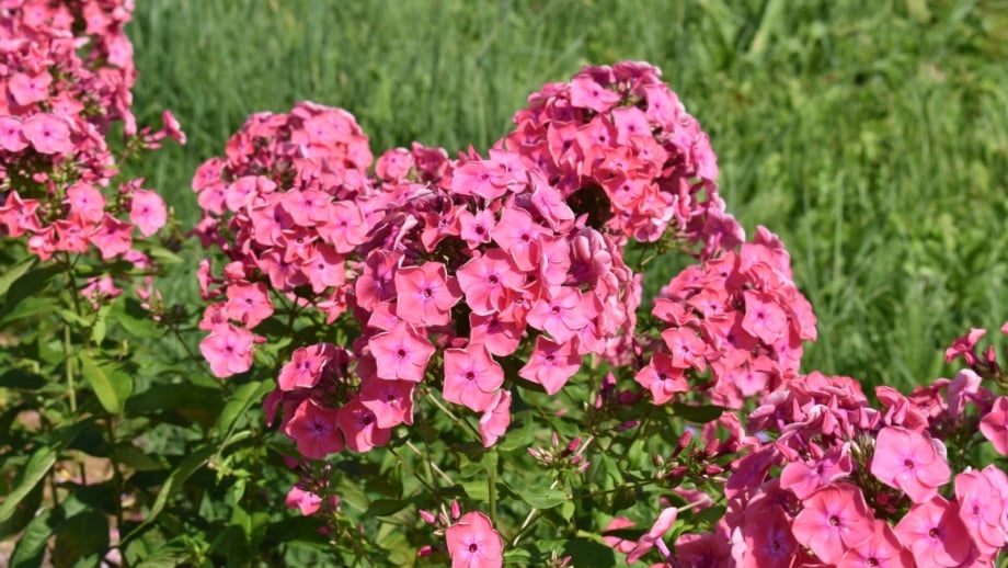 25 Best Phlox Varieties For Your Garden