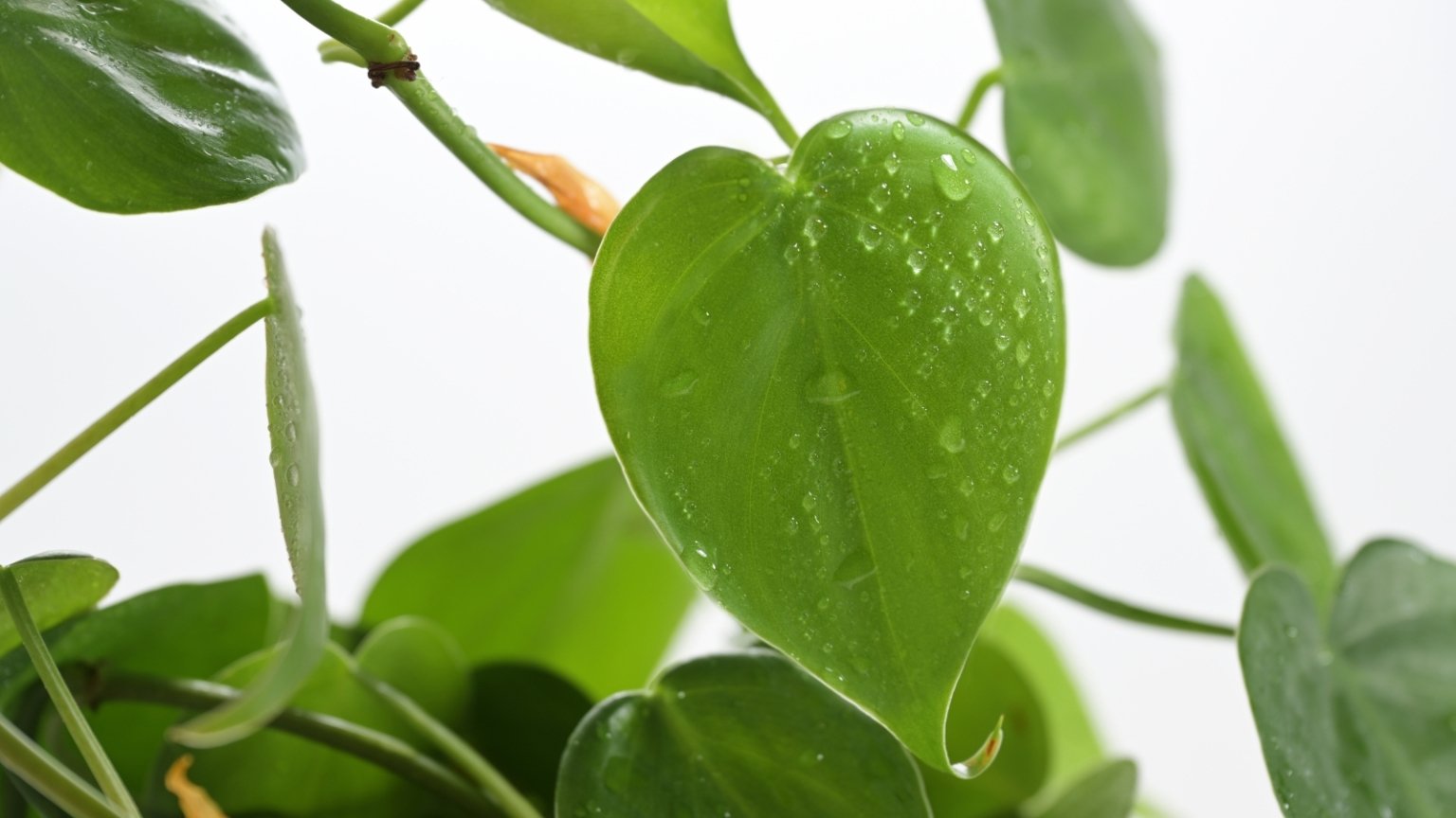 17 Varieties of Houseplants With Heart-Shaped Leaves