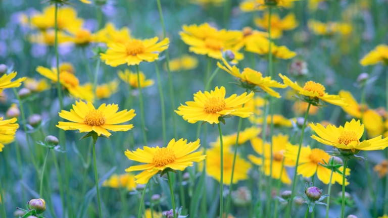 21 Longest-Flowering Perennials for Lasting Color