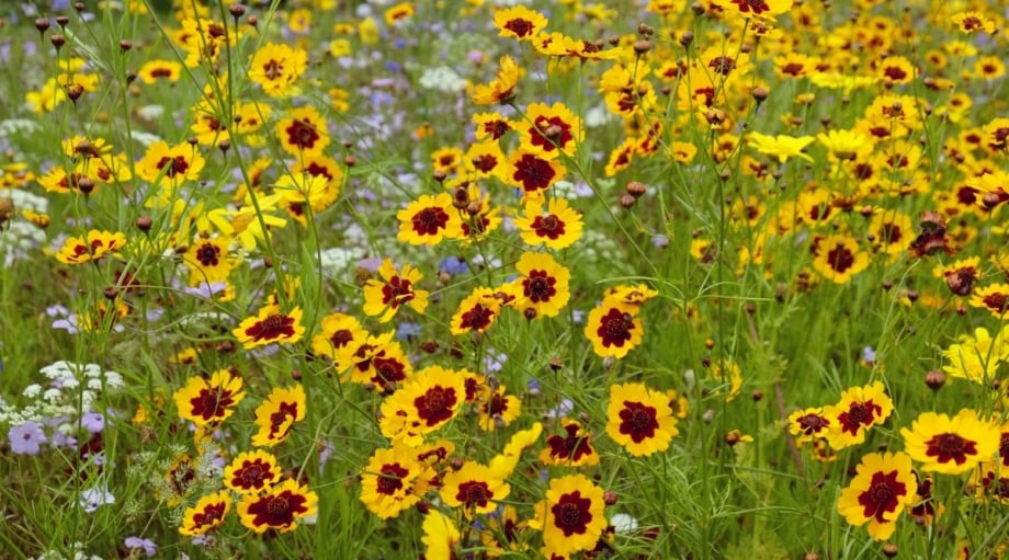 21 Easy Perennial Plants for Beginner Gardeners