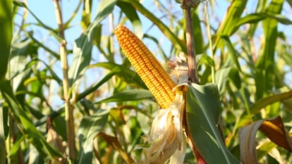 20 Best Crops For A Survival Garden