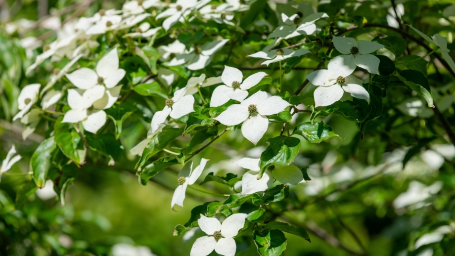 17 Low-Maintenance Trees For Your Landscape