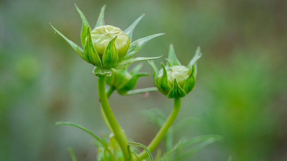 How to Plant, Grow, and Care For Cosmos Flowers