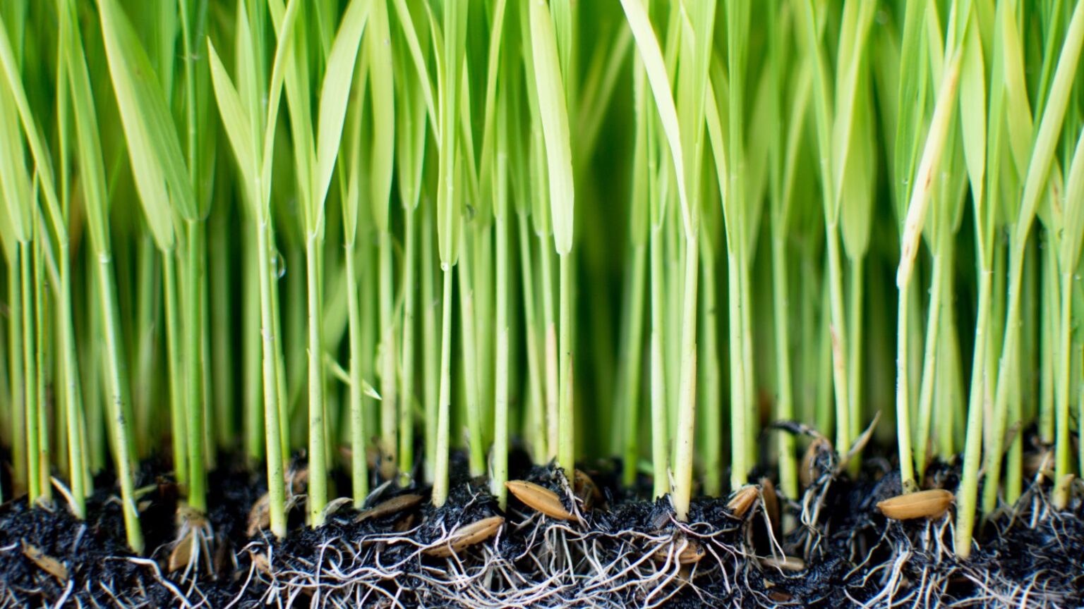 How to Plant, Grow, and Care for Rice
