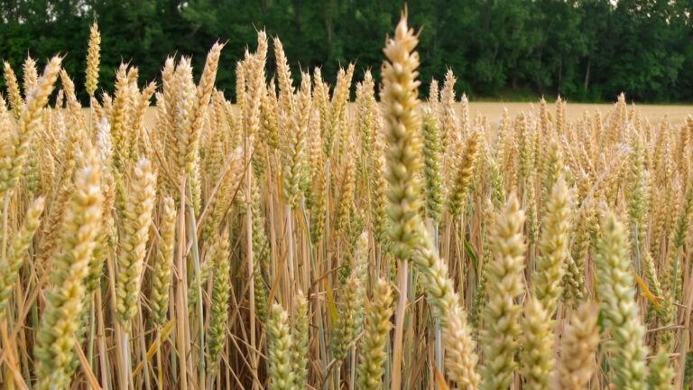 How to Plant, Grow, and Care for Wheat