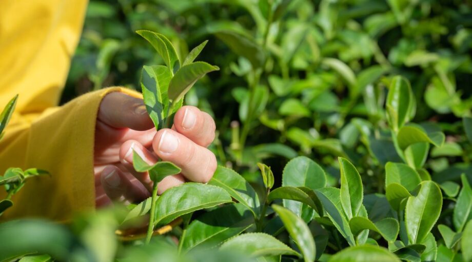 How to Plant and Grow Tea at Home