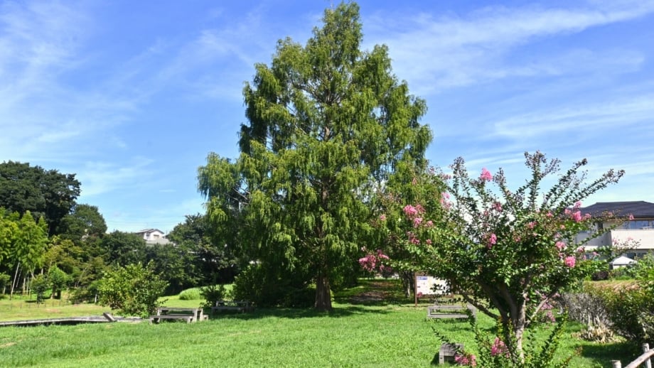How to Plant, Grow, and Care for Dawn Redwood Trees