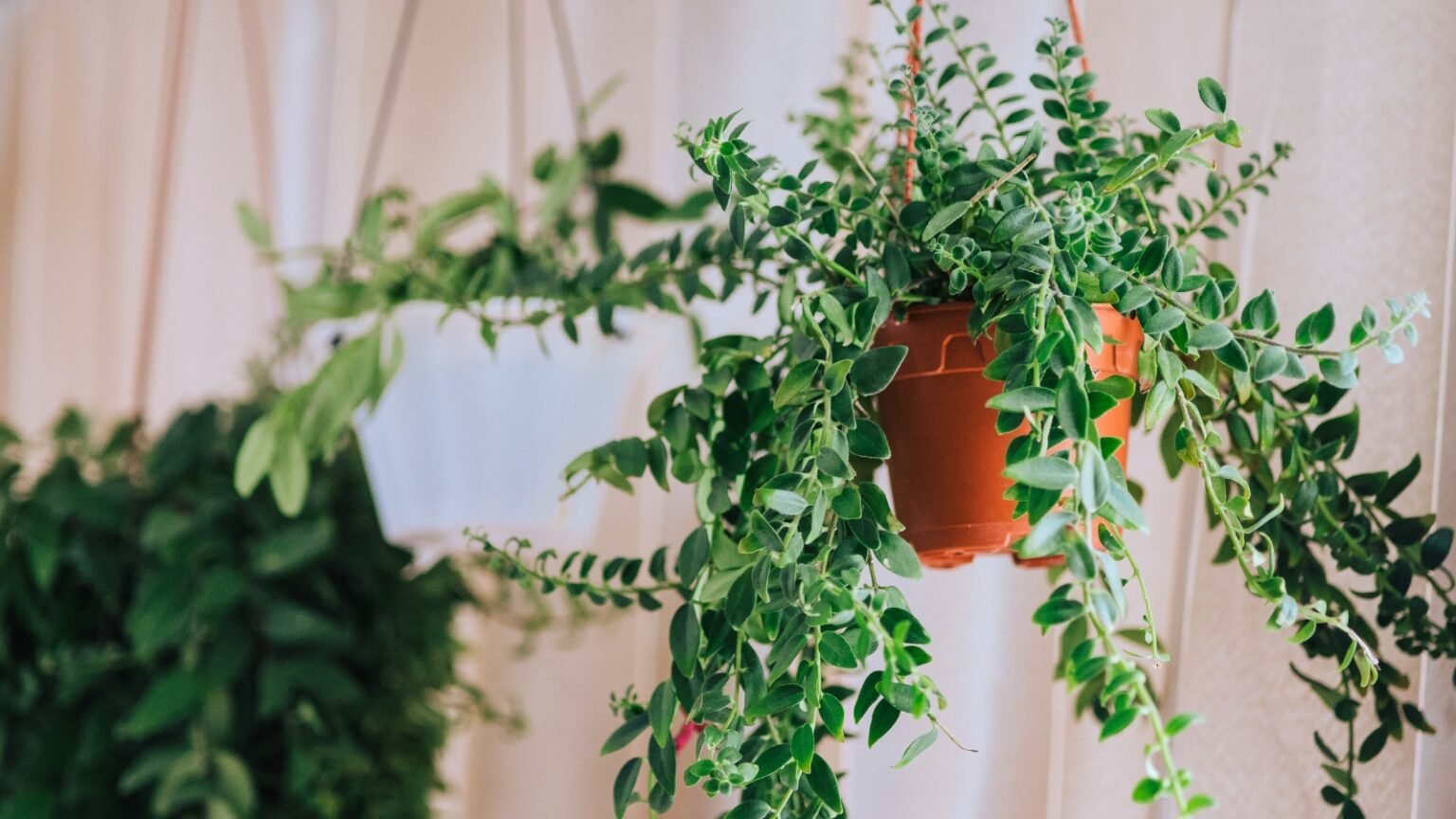 19 Beautiful Hanging Houseplants for Vertical Interest