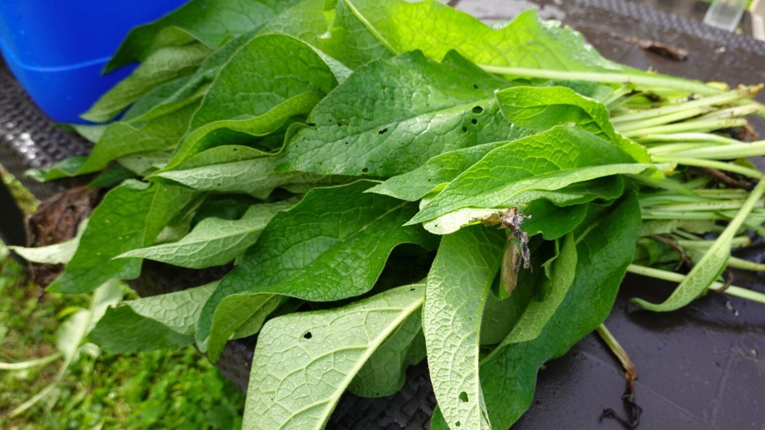 How to Plant, Grow, and Care for Comfrey