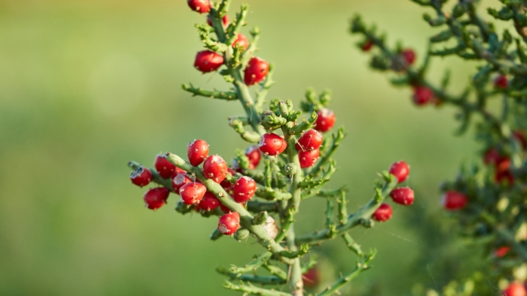 15 Perennials to Plant Now That Will Look Good All Winter