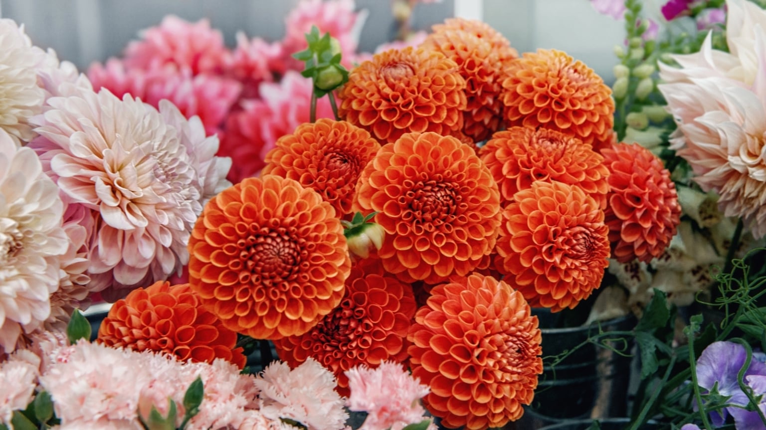 Pompon, Collarette, and Cactus: A Guide To Dahlia Types