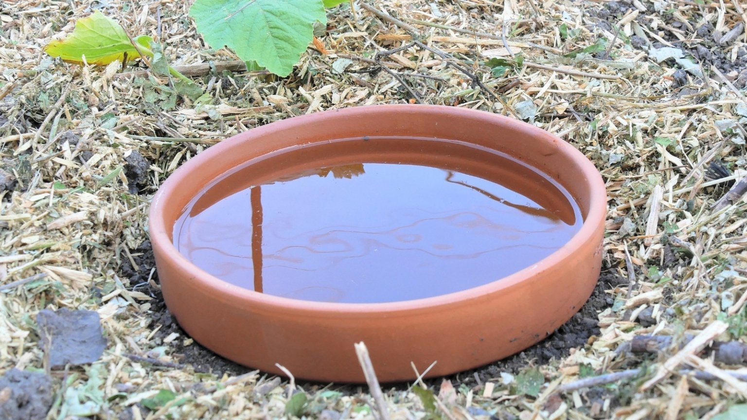 7 Best Types of Garden Irrigation: Compare and Contrast