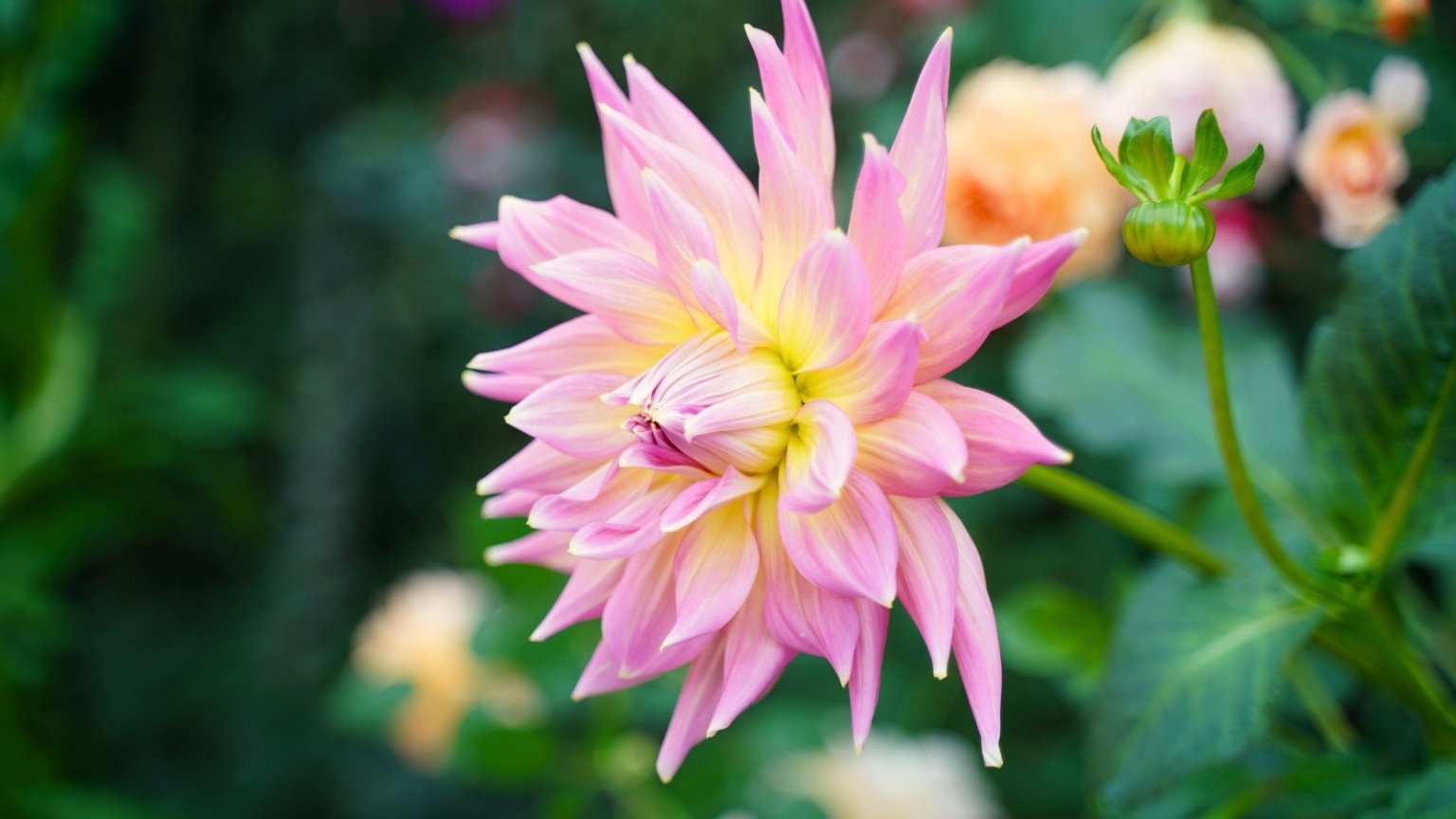 10 Thrillers, Fillers, and Spillers For Stunning Container Displays