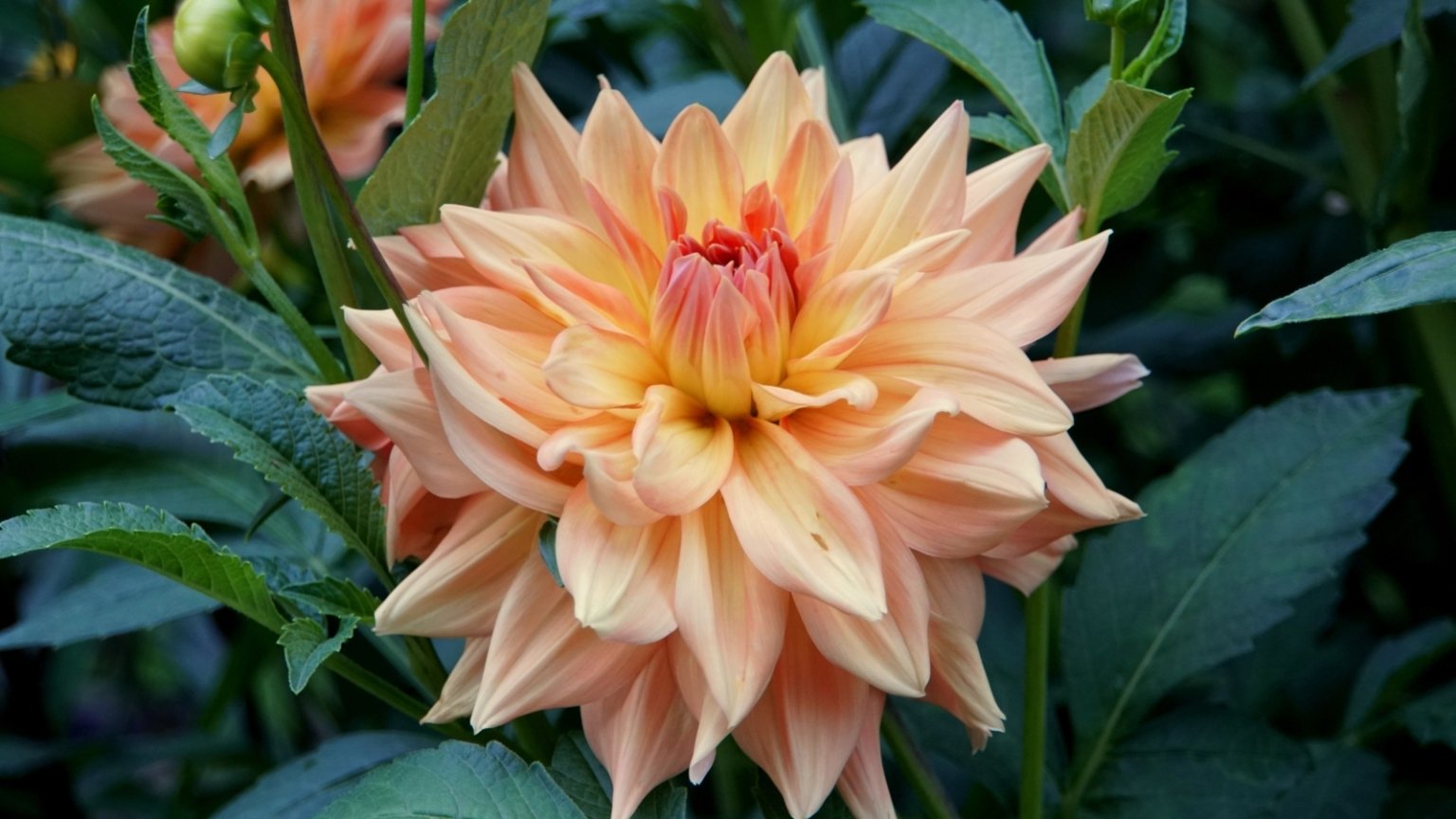 31 Rare and Unique Flowers You Can Grow