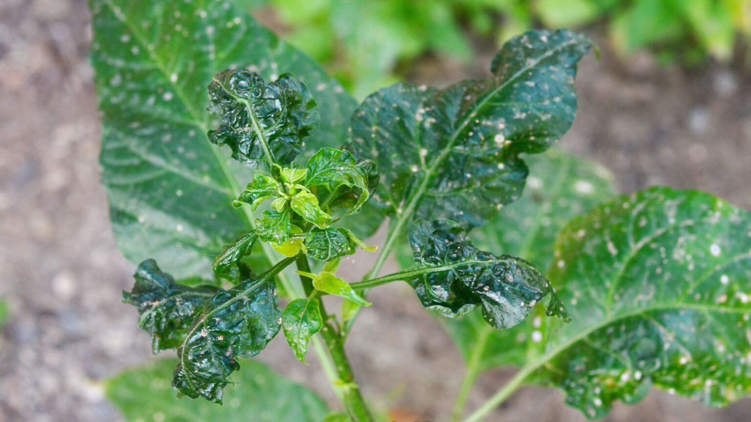 How to Identify and Control Broad Mites