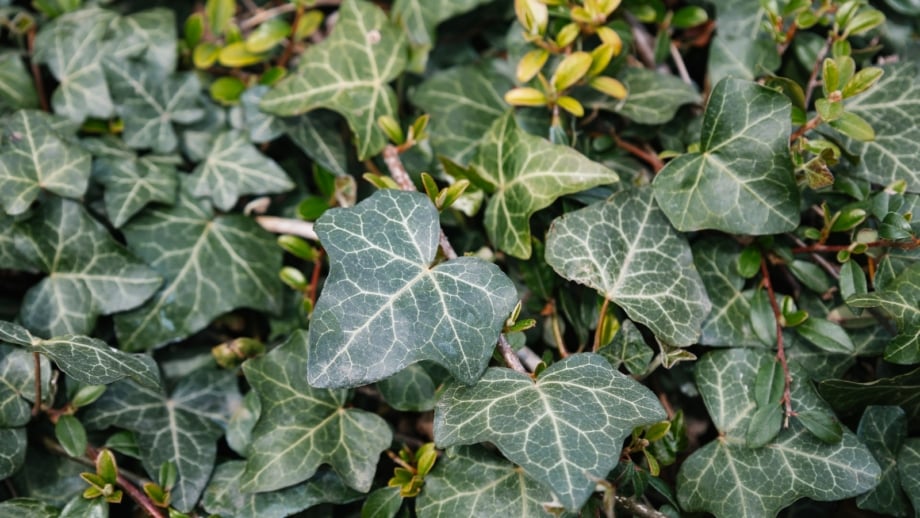English Ivy: How To Grow And Manage Hedera Helix - Epic Gardening