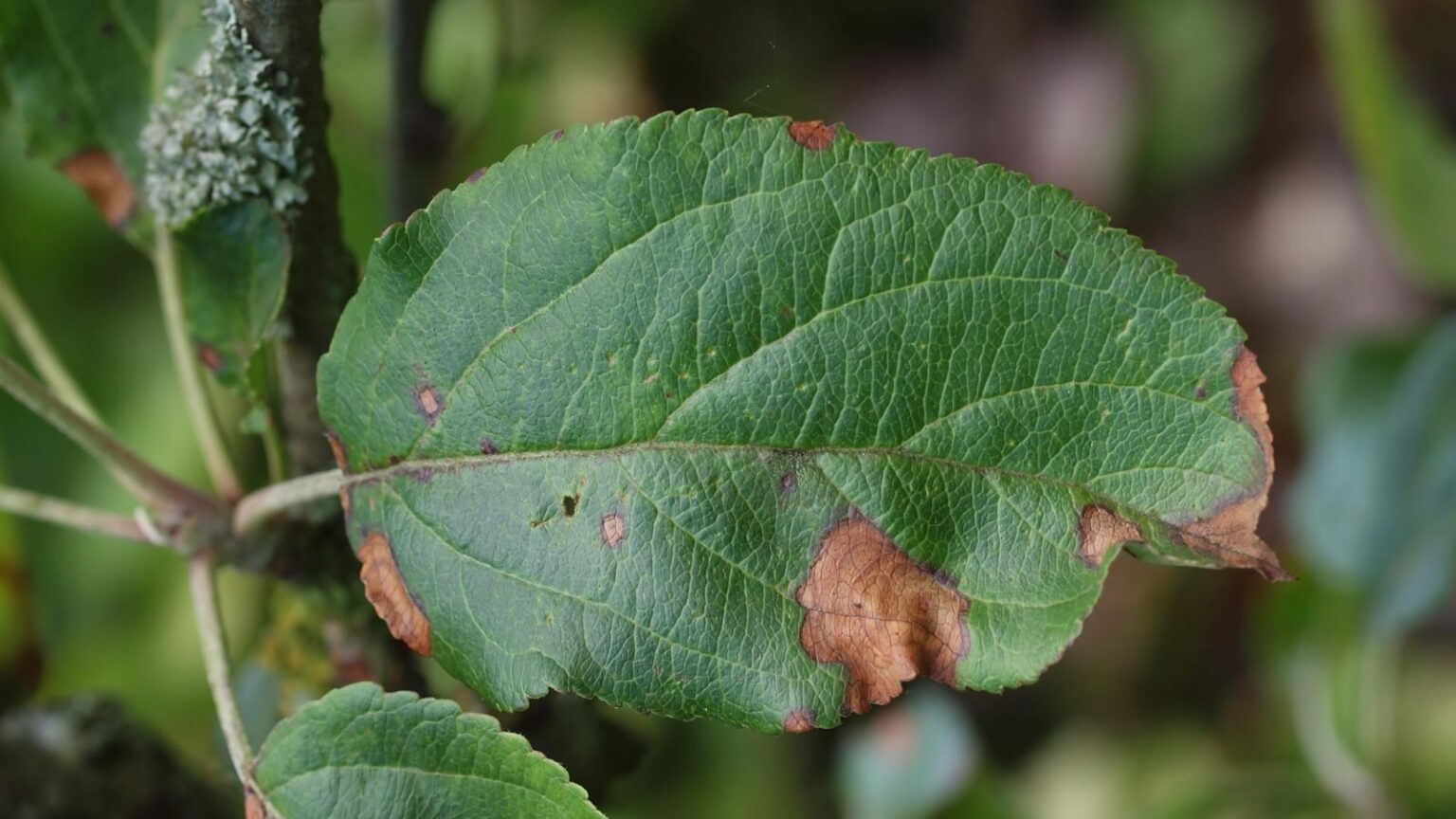 How to Identify, Control, and Prevent Alternaria Leaf Spot
