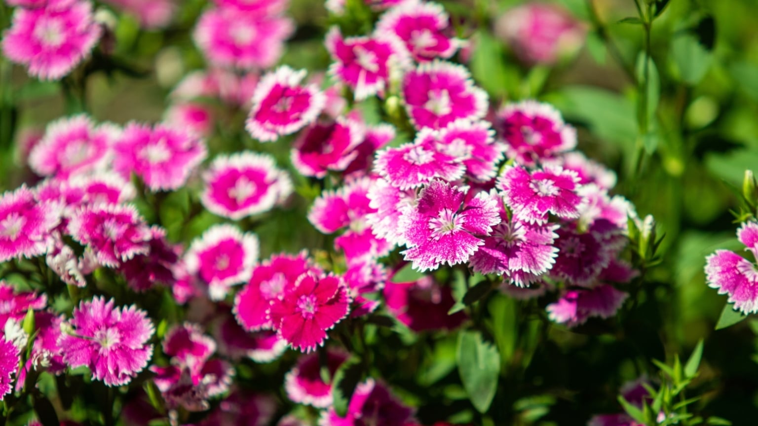 21 Longest-Flowering Perennials for Lasting Color