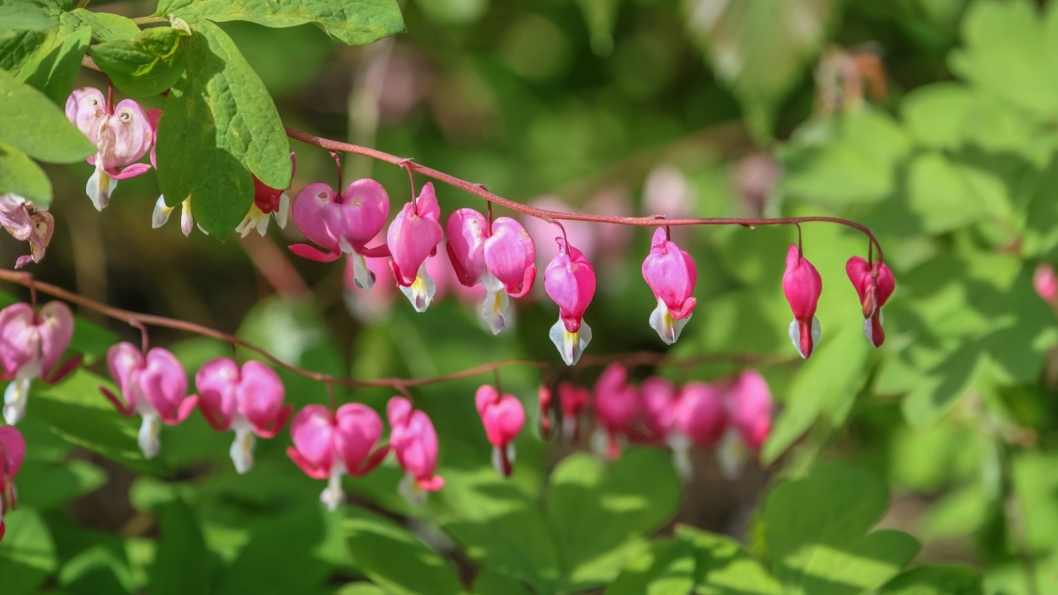 29 Common Garden Plants That Are Poisonous