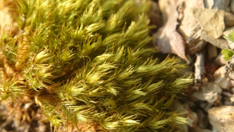 How to Plant, Grow, and Care For a Moss Lawn