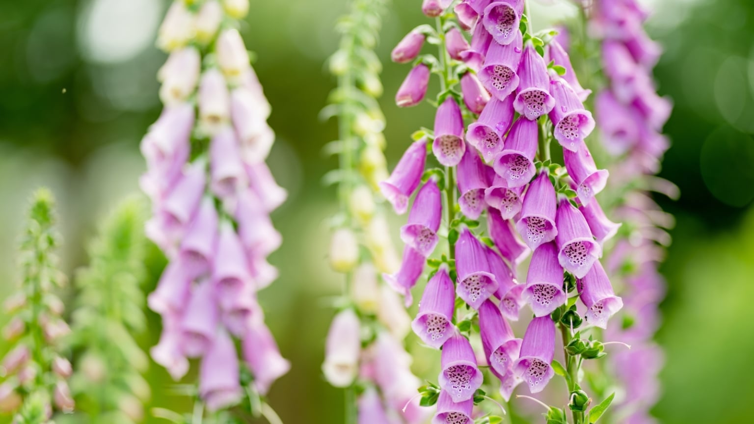 29 Common Garden Plants That Are Poisonous