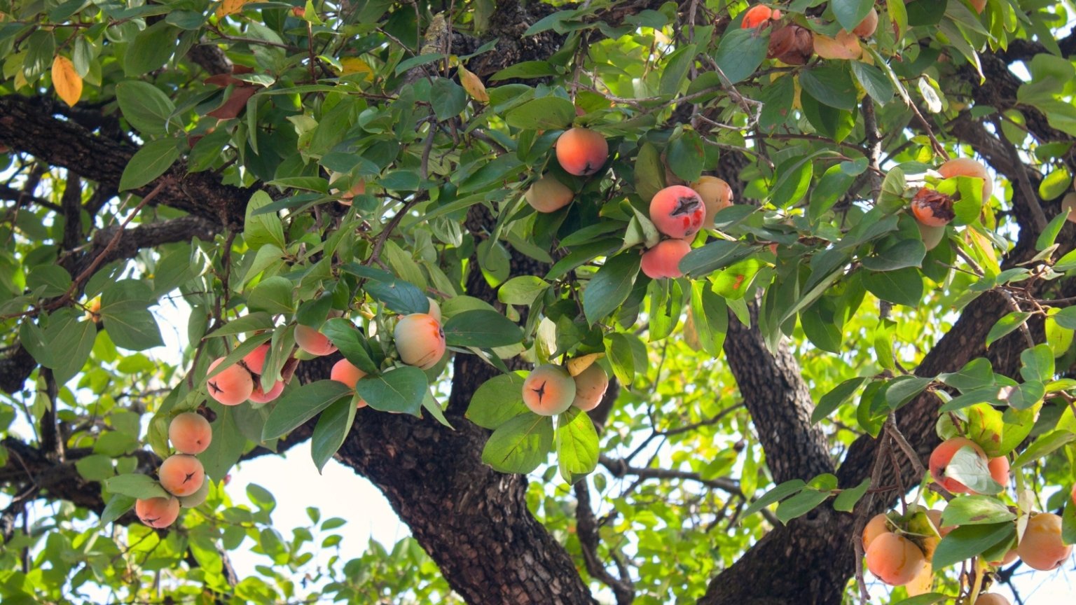 17 Low-Maintenance Trees For Your Landscape