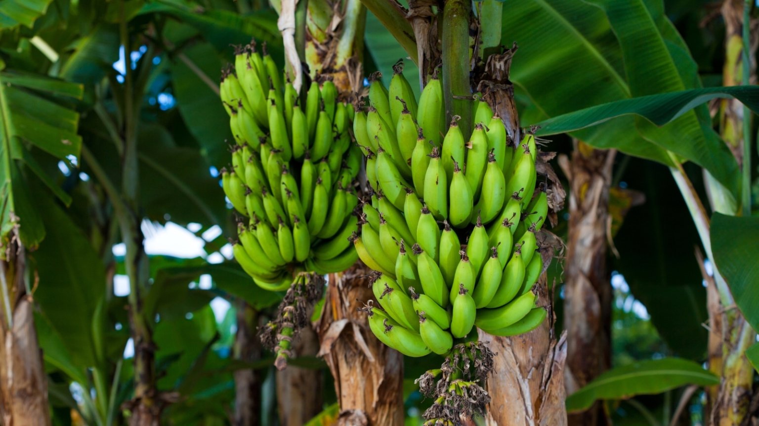 9 Best Banana Trees for Home Gardens