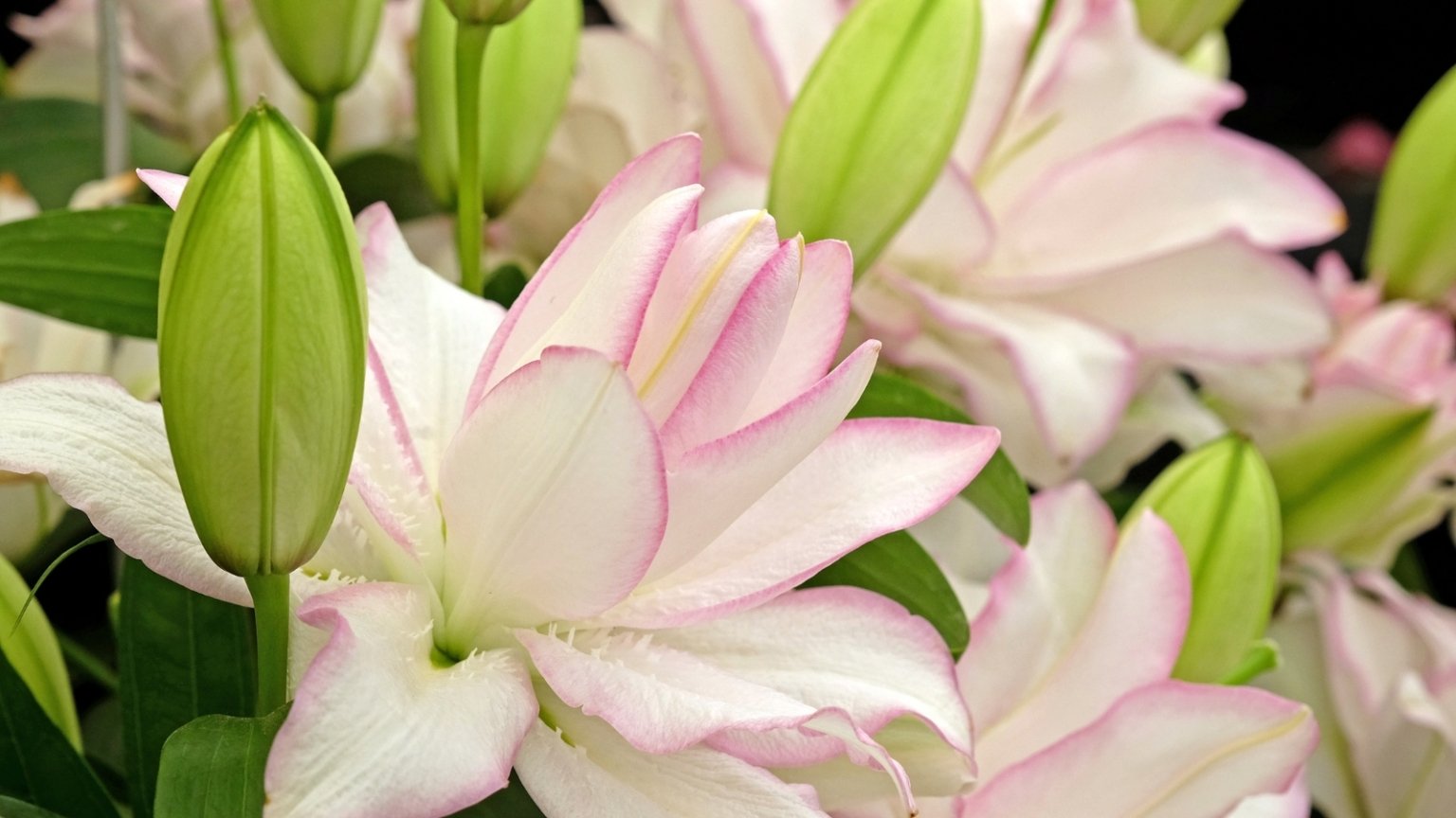 31 Rare and Unique Flowers You Can Grow