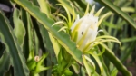 How to Propagate Dragon Fruit in 12 Steps