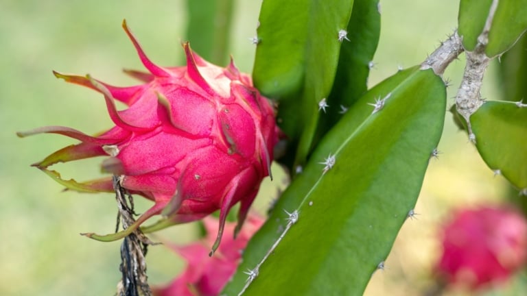 How Fast Do Dragon Fruit Trees Grow?