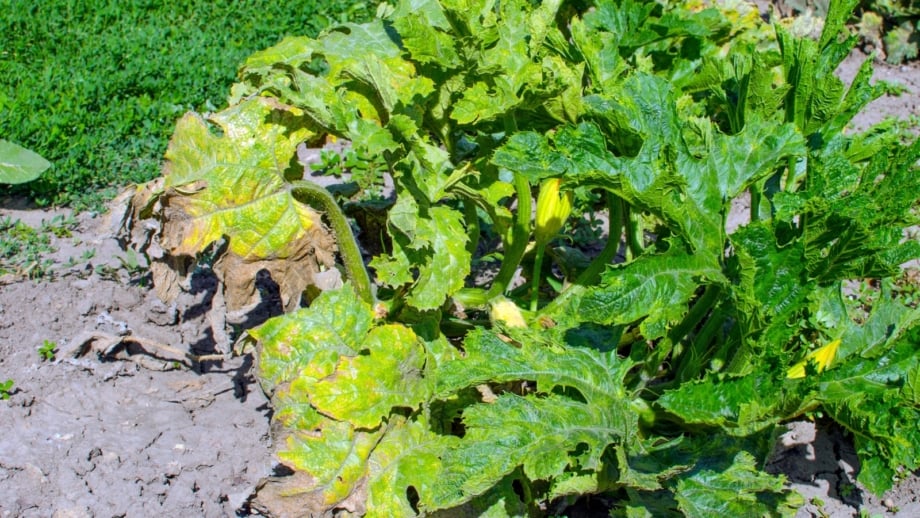 How to Prune Squash Plants for Bigger, Better Yields