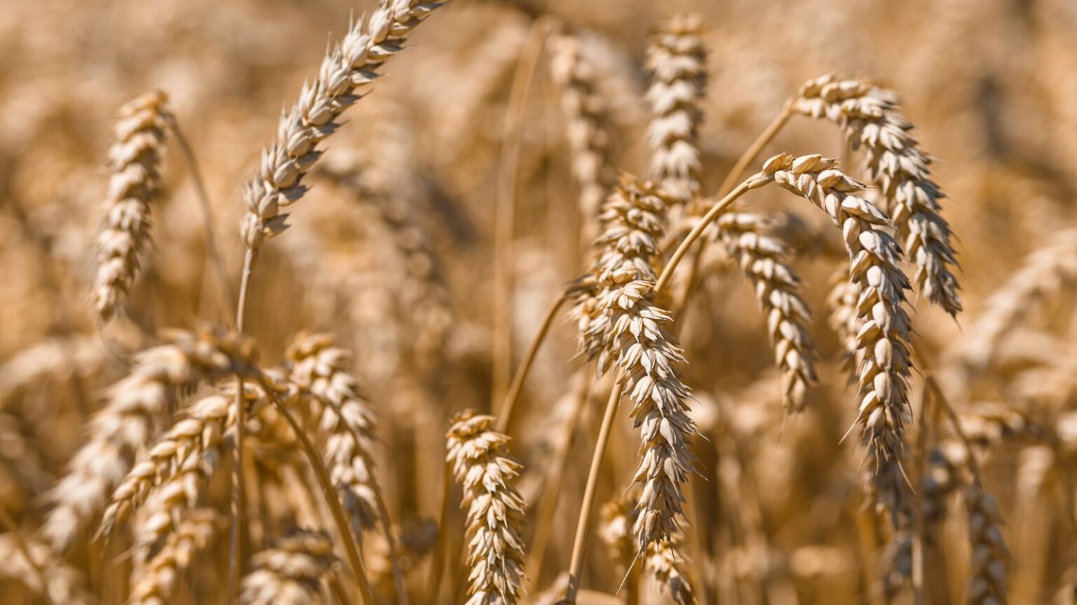 How to Plant, Grow, and Care for Wheat