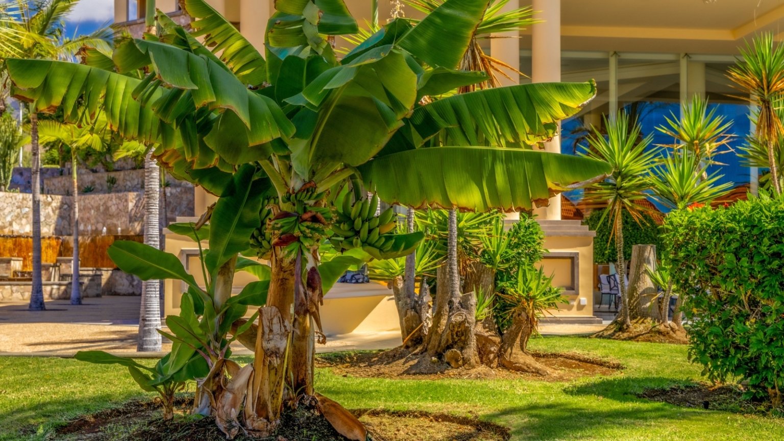 How to Plant, Grow, and Care for 'Dwarf Cavendish' Banana Trees