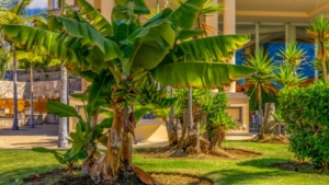 How to Plant, Grow, and Care for 'Dwarf Cavendish' Banana Trees