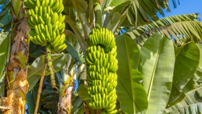 How to Plant, Grow, and Care for 'Dwarf Cavendish' Banana Trees