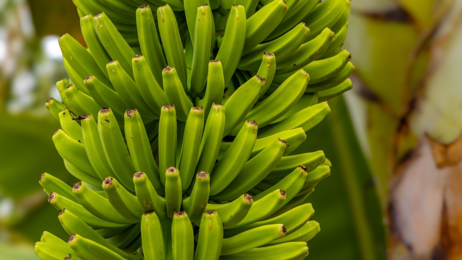 How to Plant, Grow, and Care for 'Dwarf Cavendish' Banana Trees
