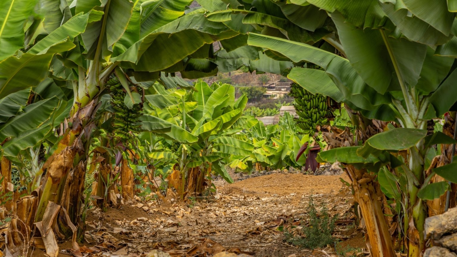 How to Plant, Grow, and Care for 'Dwarf Cavendish' Banana Trees